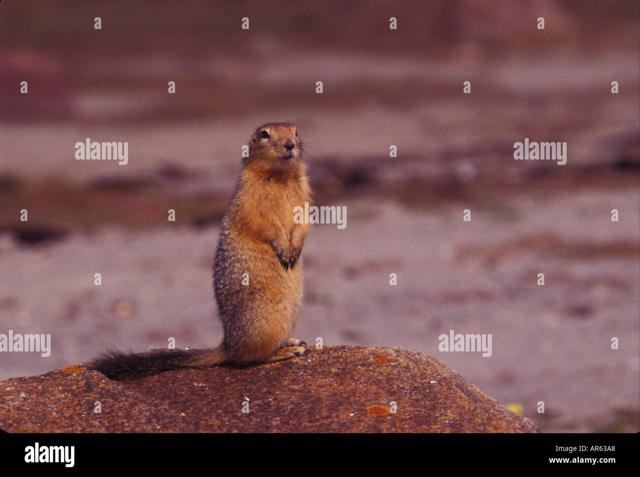 Siksik also known as Artic Ground Squirrel spermophilus parryii Tundra ...