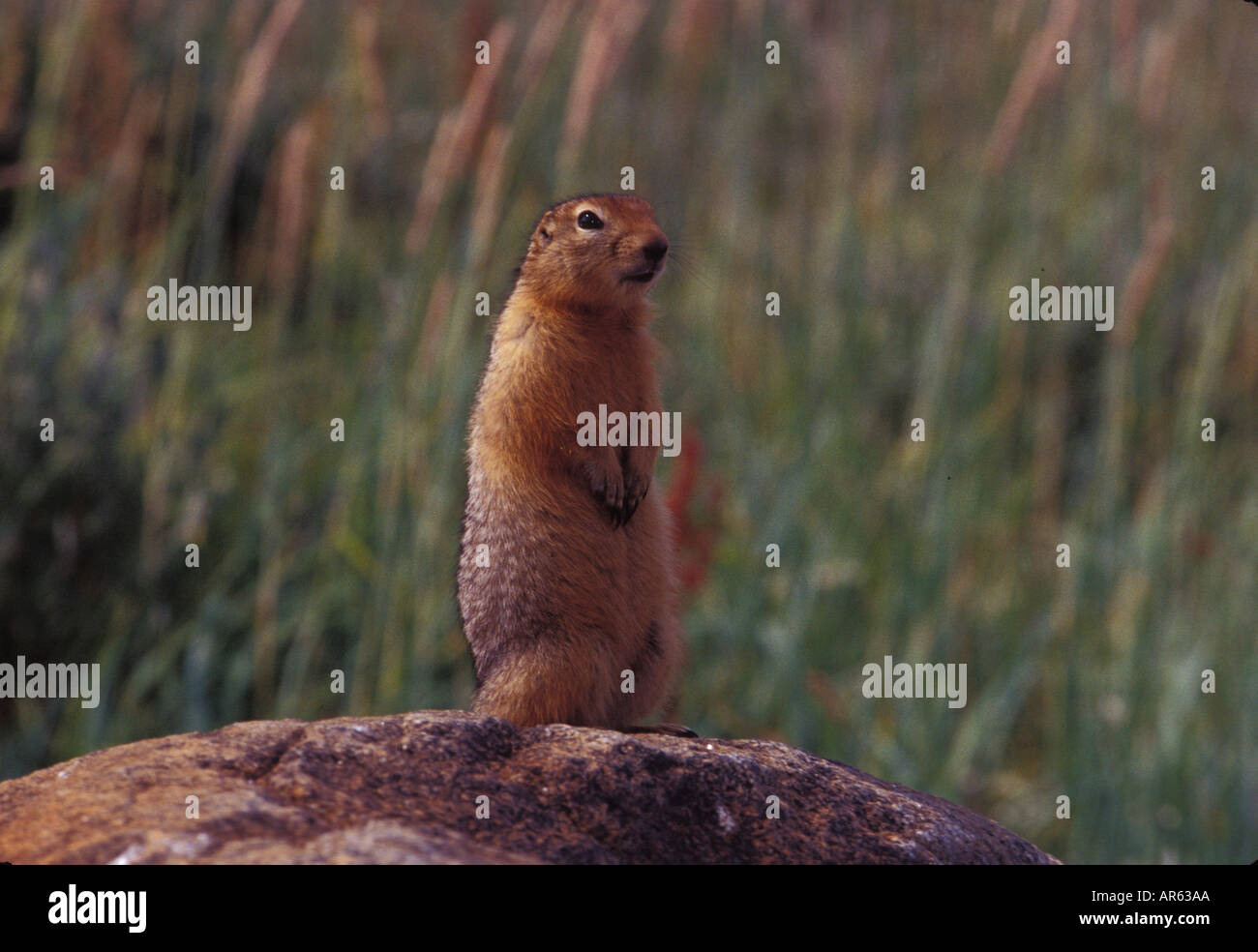 Siksik also known as Artic Ground Squirrel spermophilus parryii Tundra ...