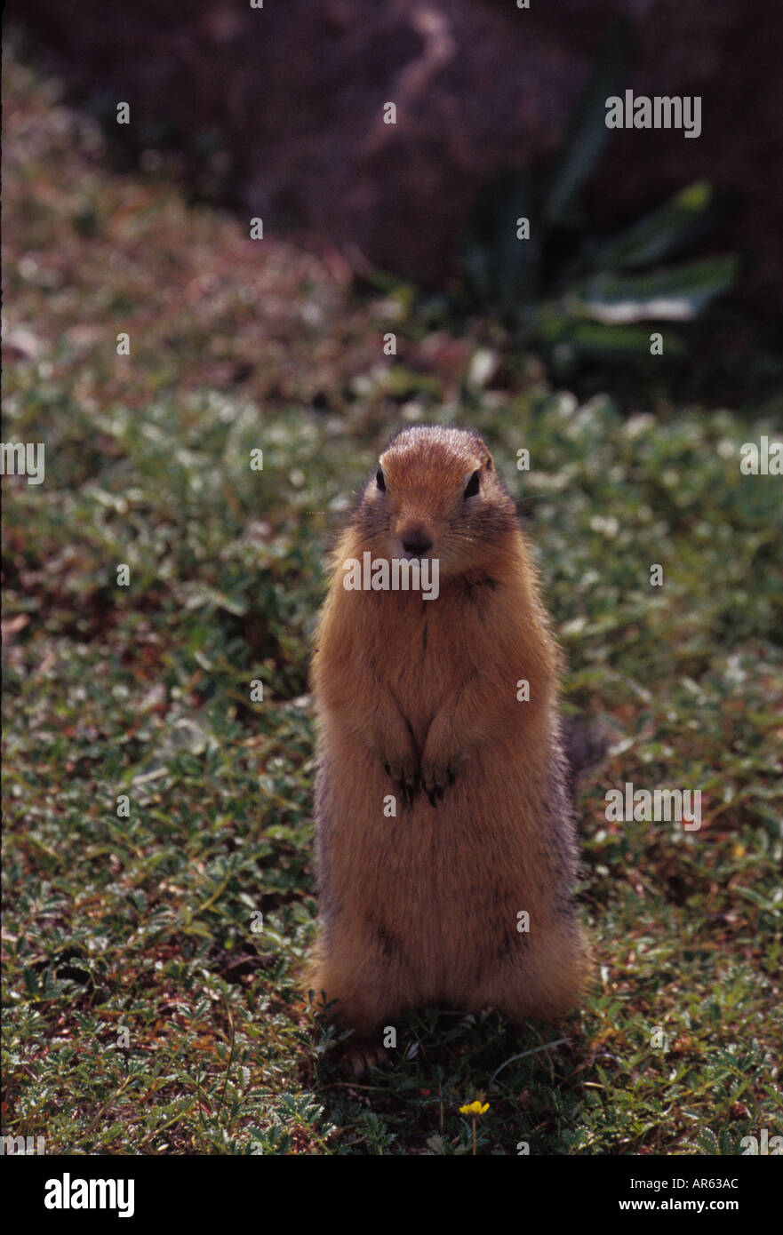 Siksik High Resolution Stock Photography and Images - Alamy