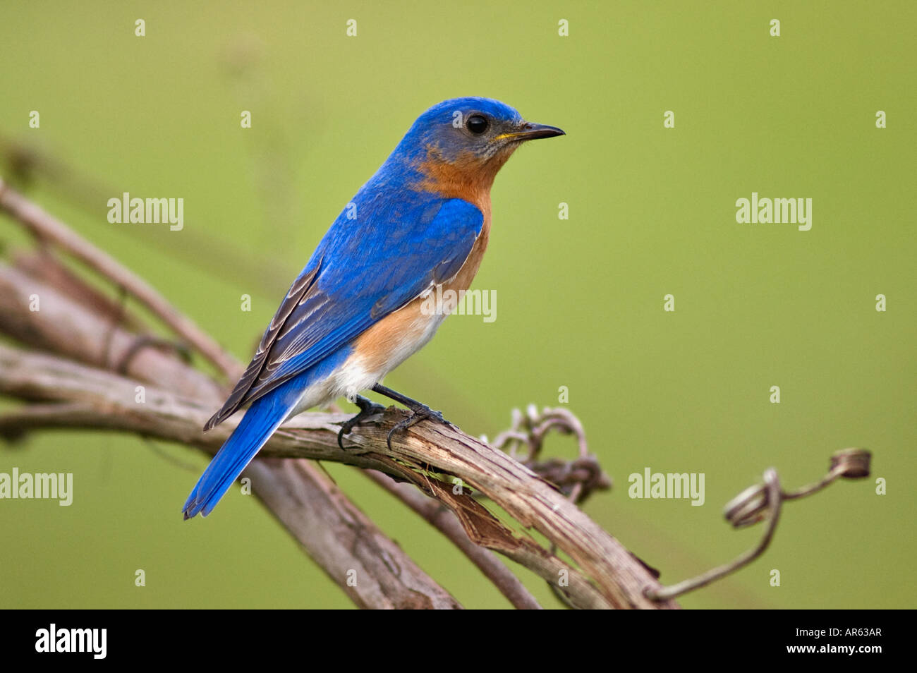 Eastern Bluebird Sialia sialis Stock Photo - Alamy