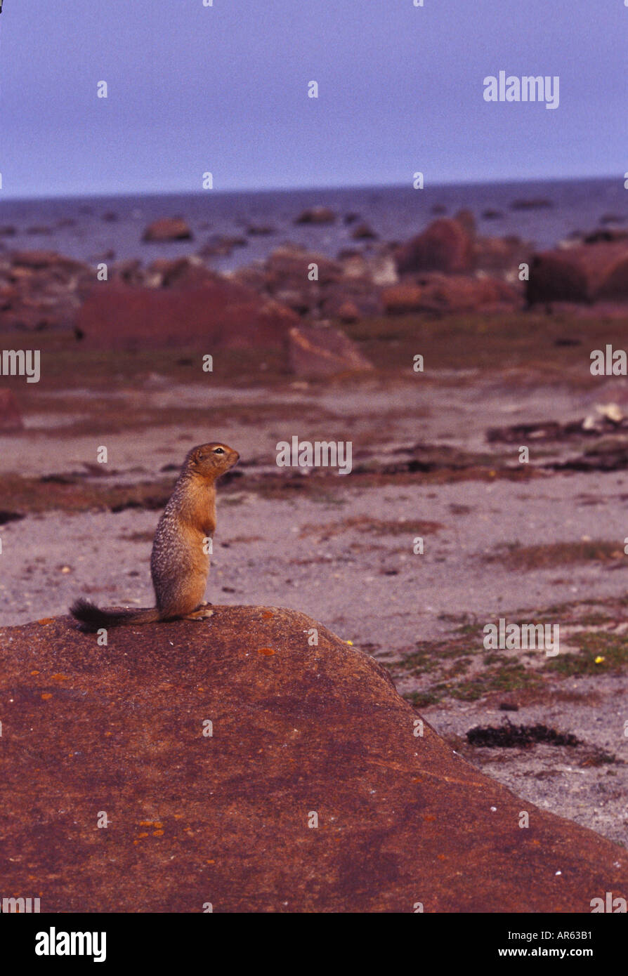 Siksik also known as Artic Ground Squirrel spermophilus parryii feeding ...