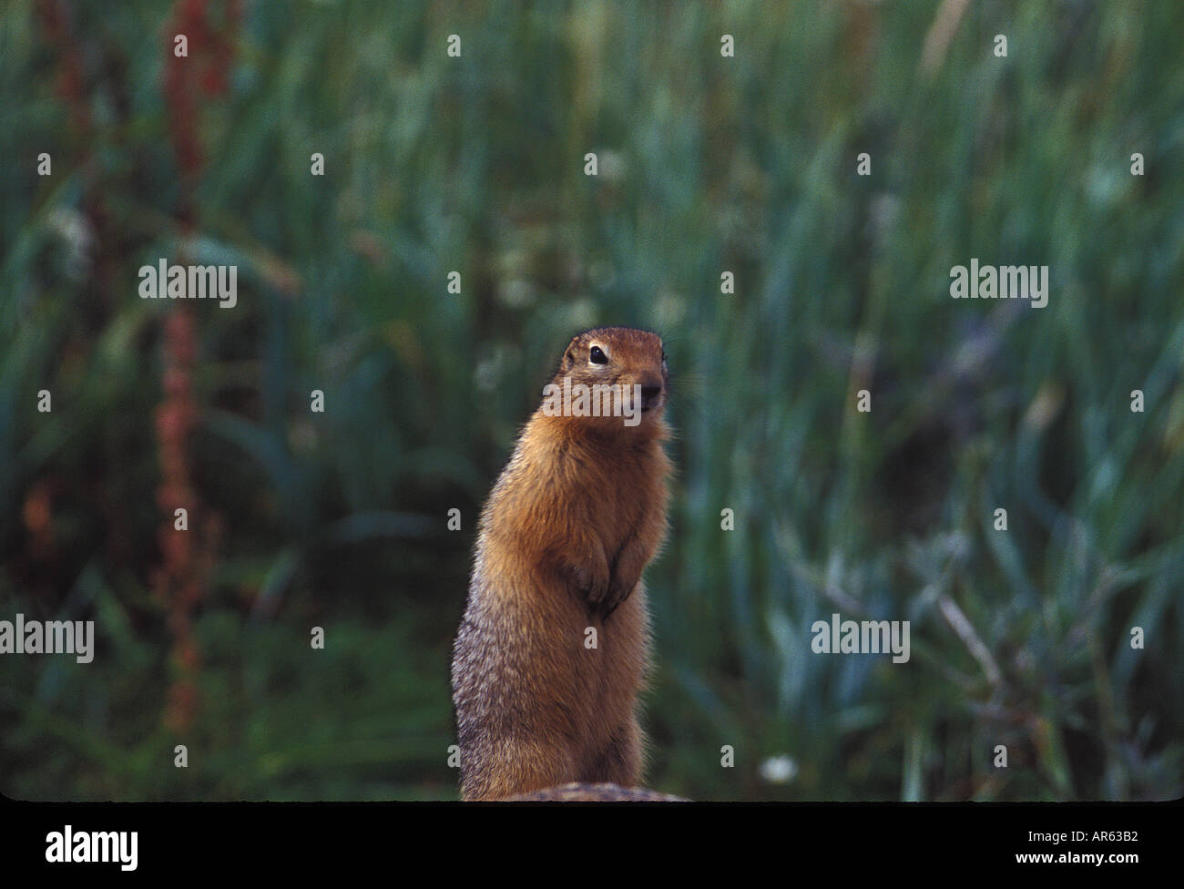 Siksik also known as Artic Ground Squirrel spermophilus parryii feeding ...