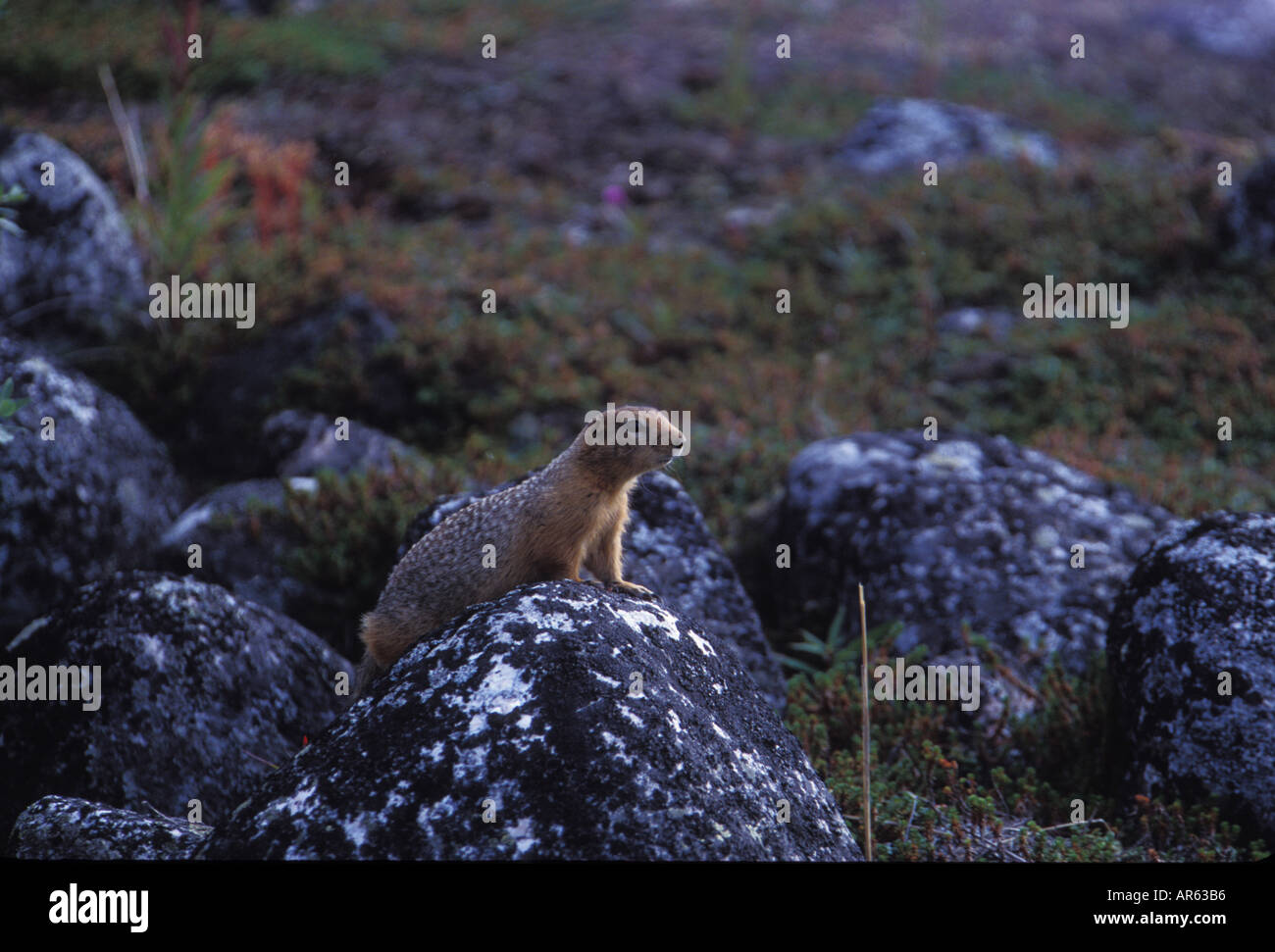 Siksik also known as Artic Ground Squirrel spermophilus parryii Tundra ...