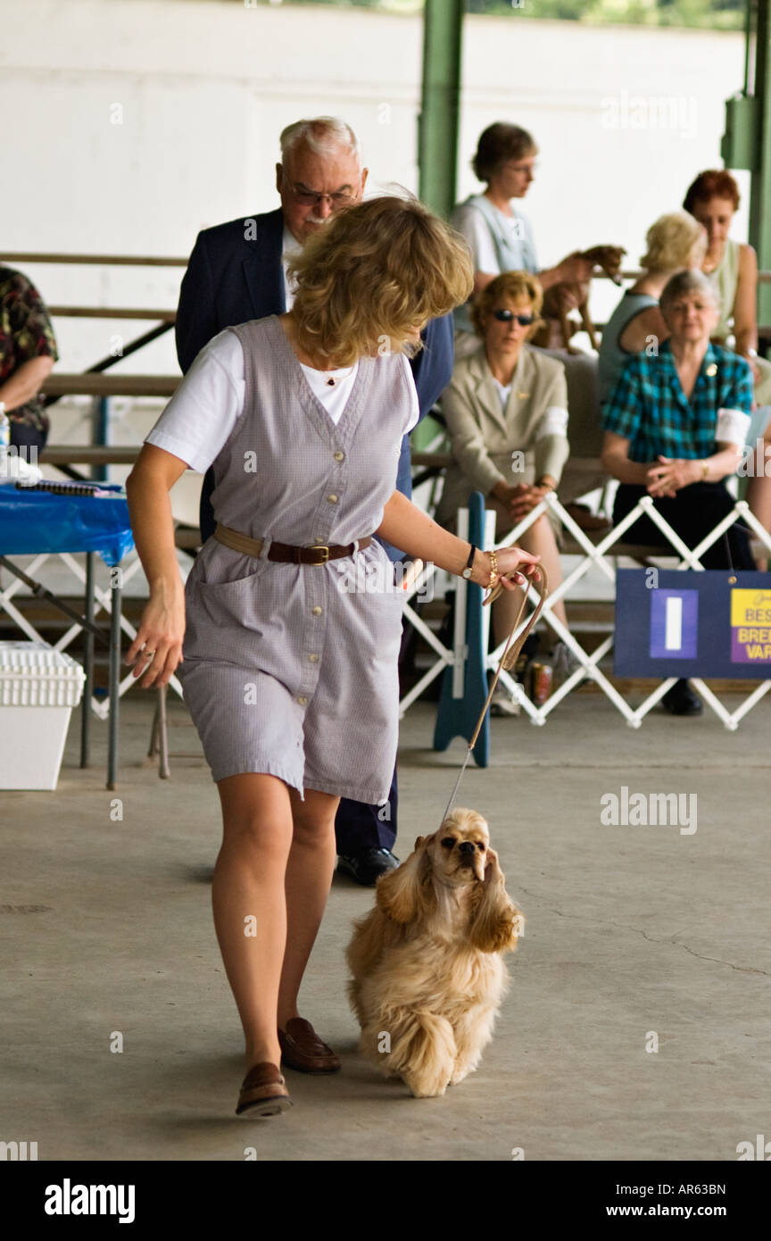 Woman Showing American Cocker Spaniel in Small Town Conformation Dog ...