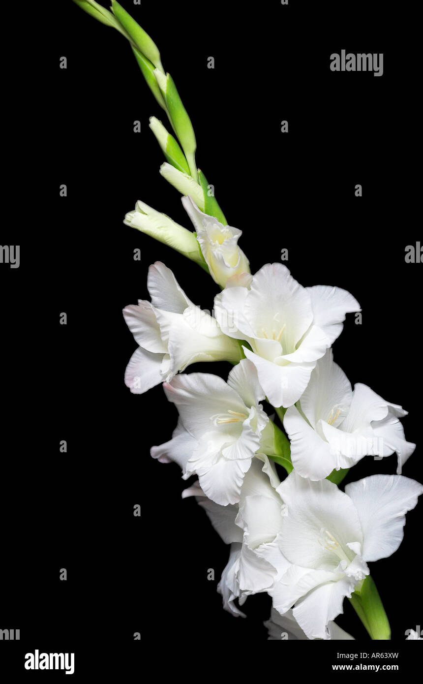 White gladiola close up Gladiolus Sp Stock Photo - Alamy