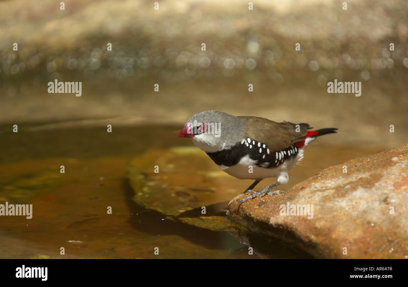 a rare and endangered diamond firetail gets a drink Stock Photo - Alamy
