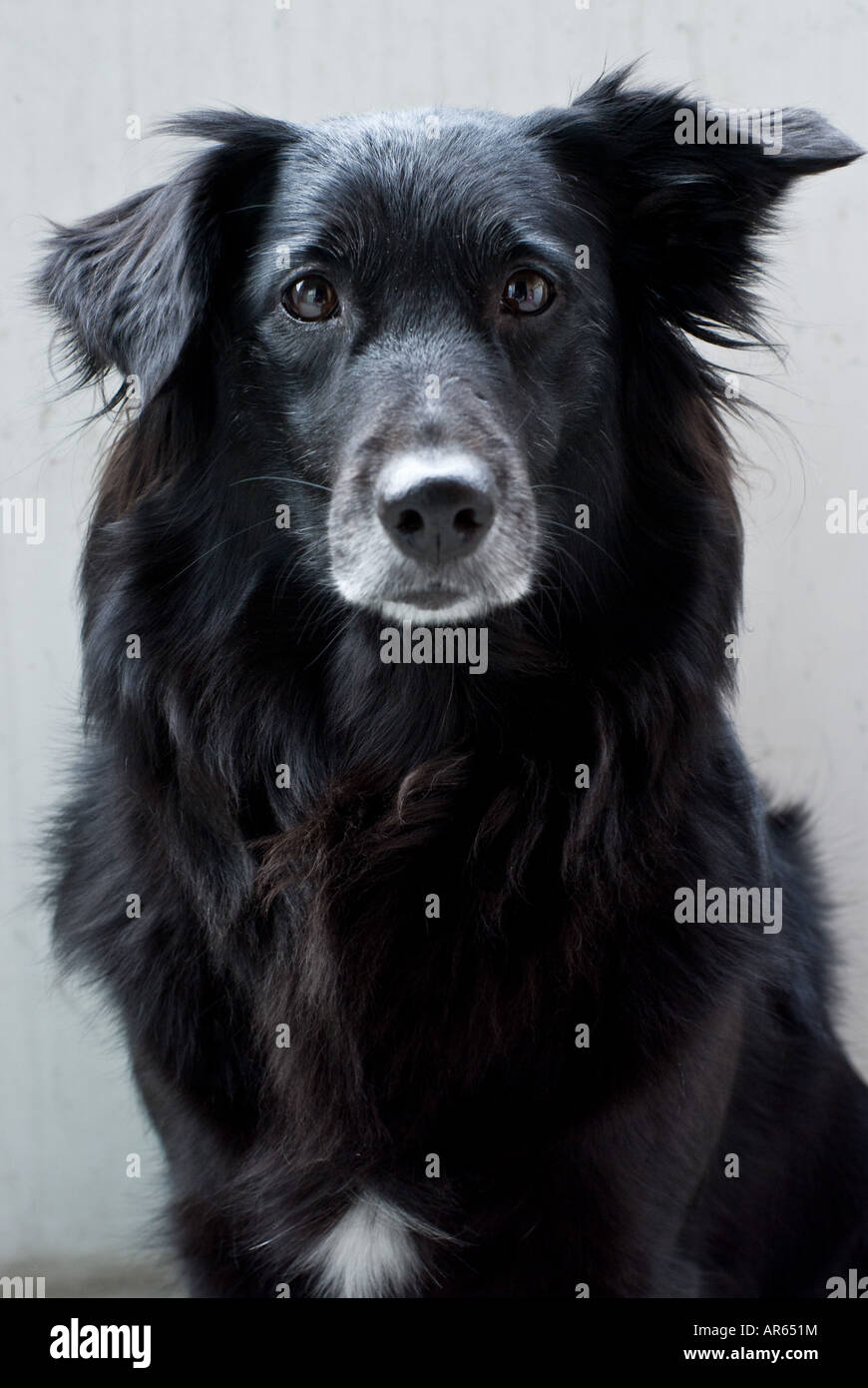 Black dog with sheep hi-res stock photography and images - Alamy
