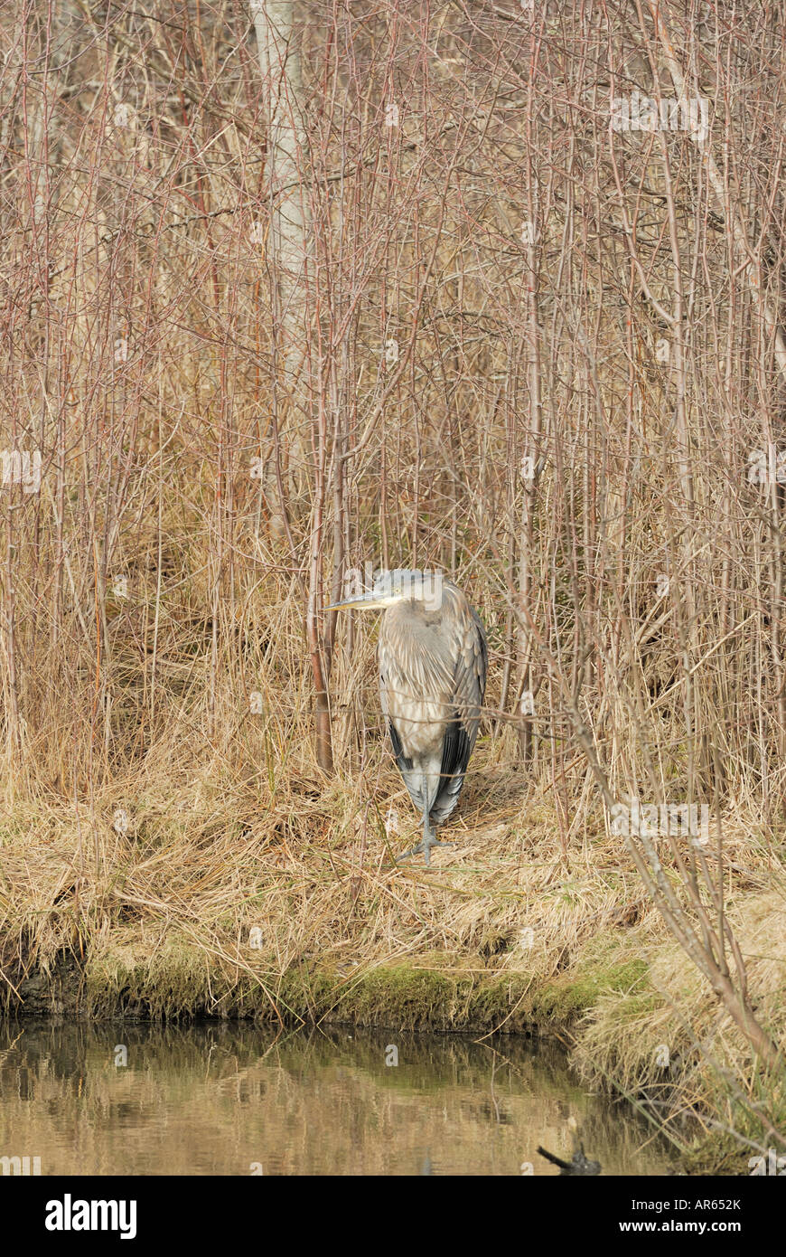 Juvenile great blue heron hi-res stock photography and images - Alamy