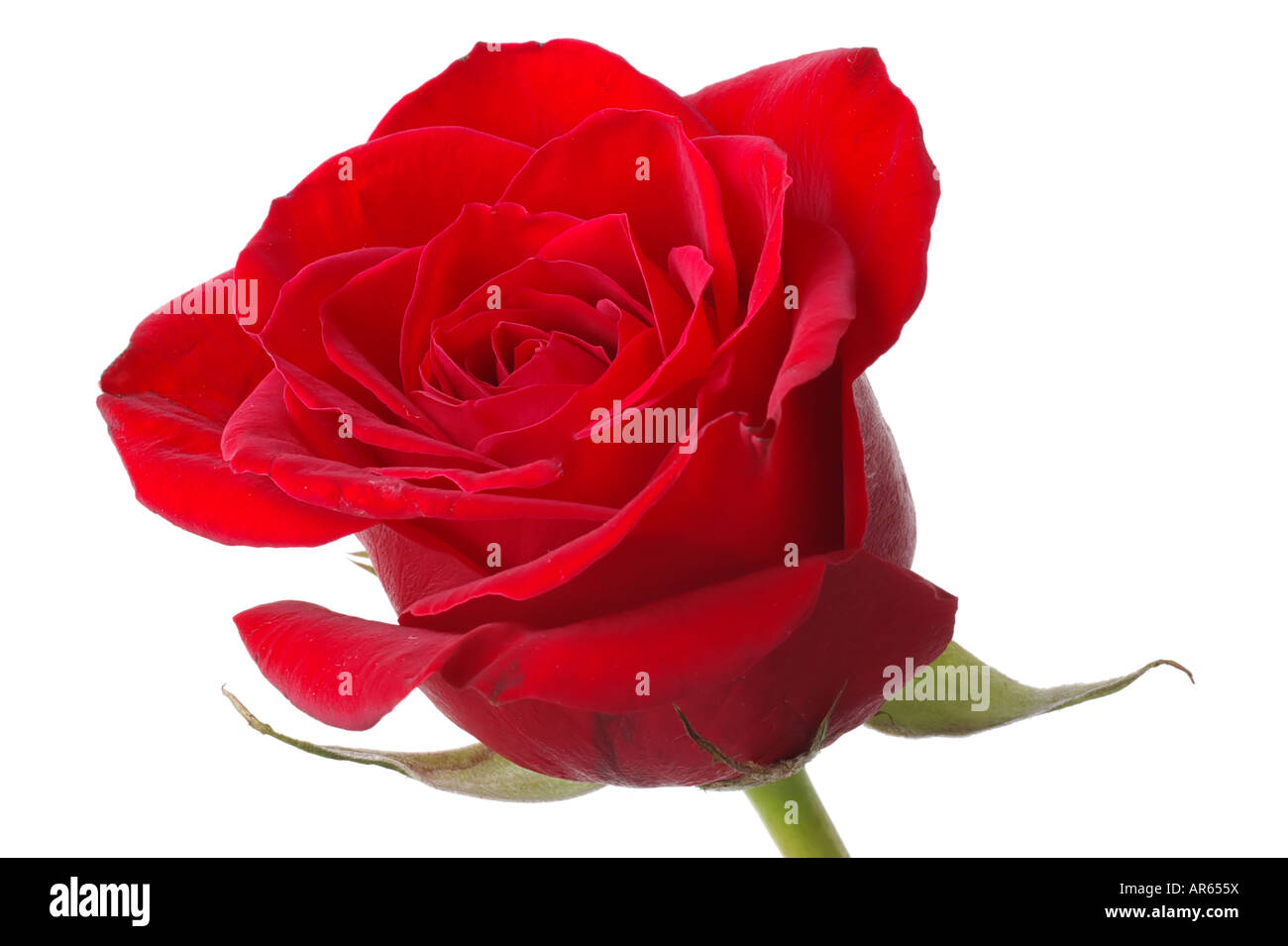 White rose isolated on white Cut Out Stock Images & Pictures - Alamy