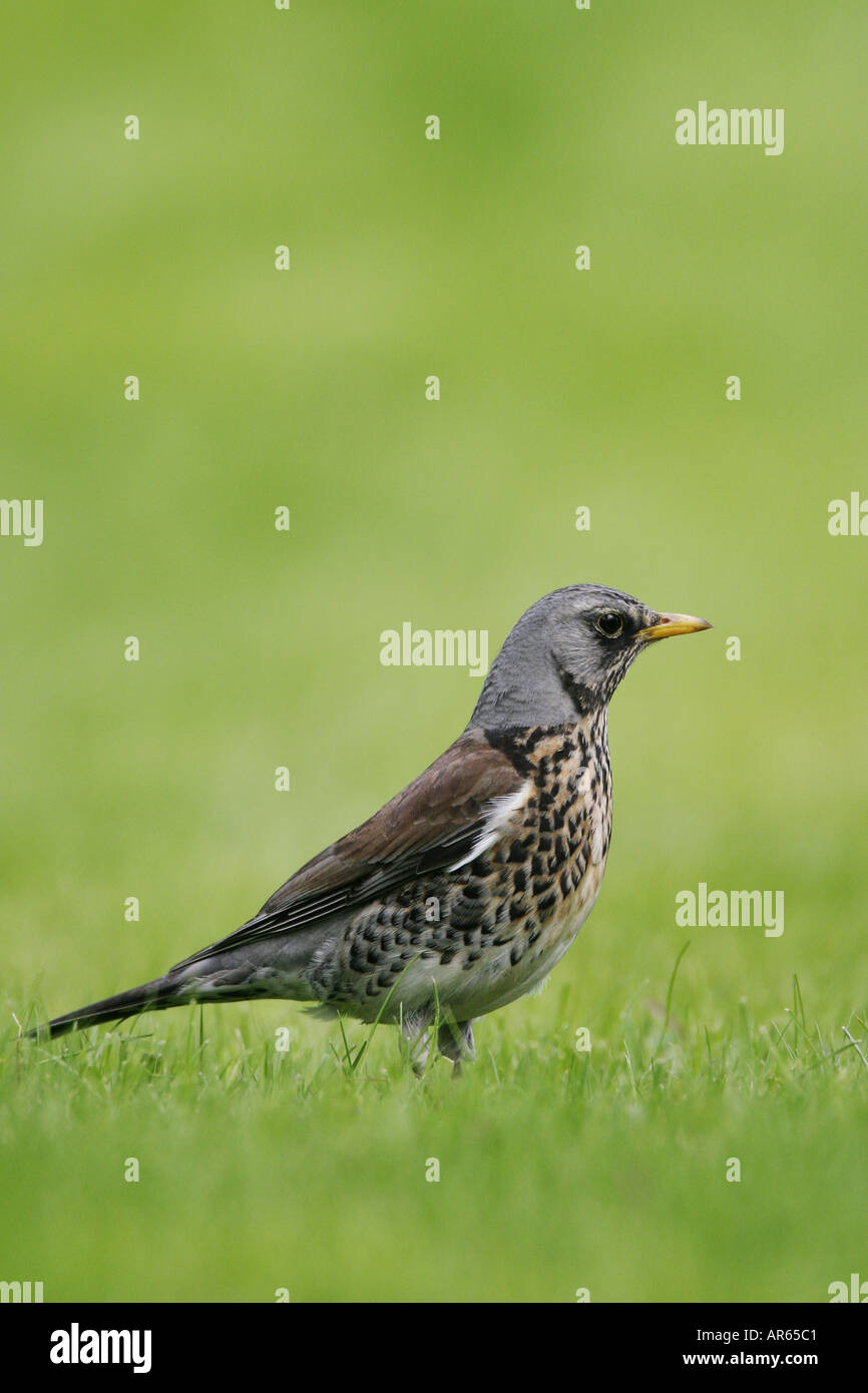 Fieldfare standing alert in a field of grass Stock Photo - Alamy