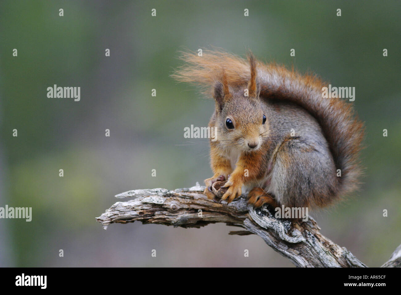 Squirrel norway hi-res stock photography and images - Alamy