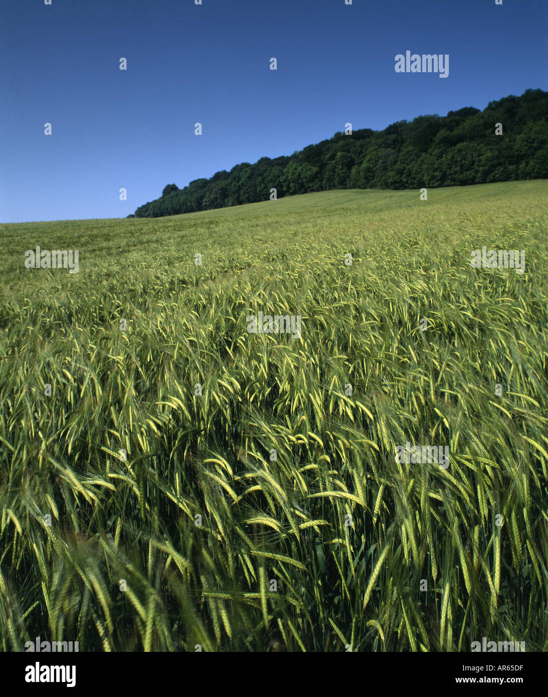 Ripening barley in a field near Windrush in Gloucestershire Stock Photo ...