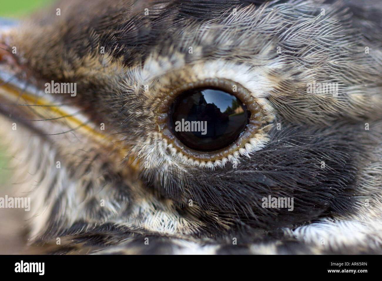 bird close up Stock Photo - Alamy