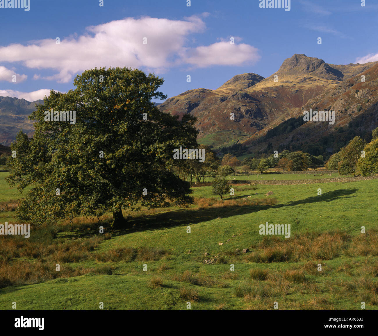 A view of Langdale Pike from near Chapel Stile with a tree in the ...