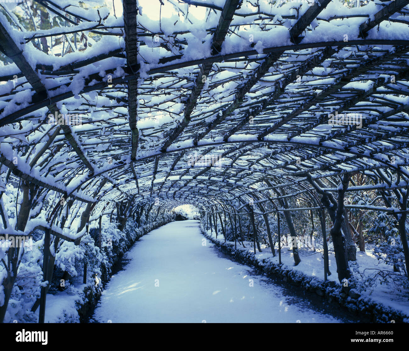 The Laburnum Arch in Bodnant Garden Wales under a blanket of snow Stock ...