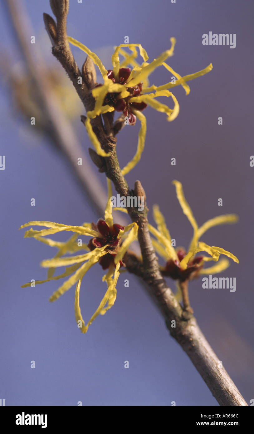 Close up of Hamamelis Pallida witch hazel in the garden of Anglesey ...