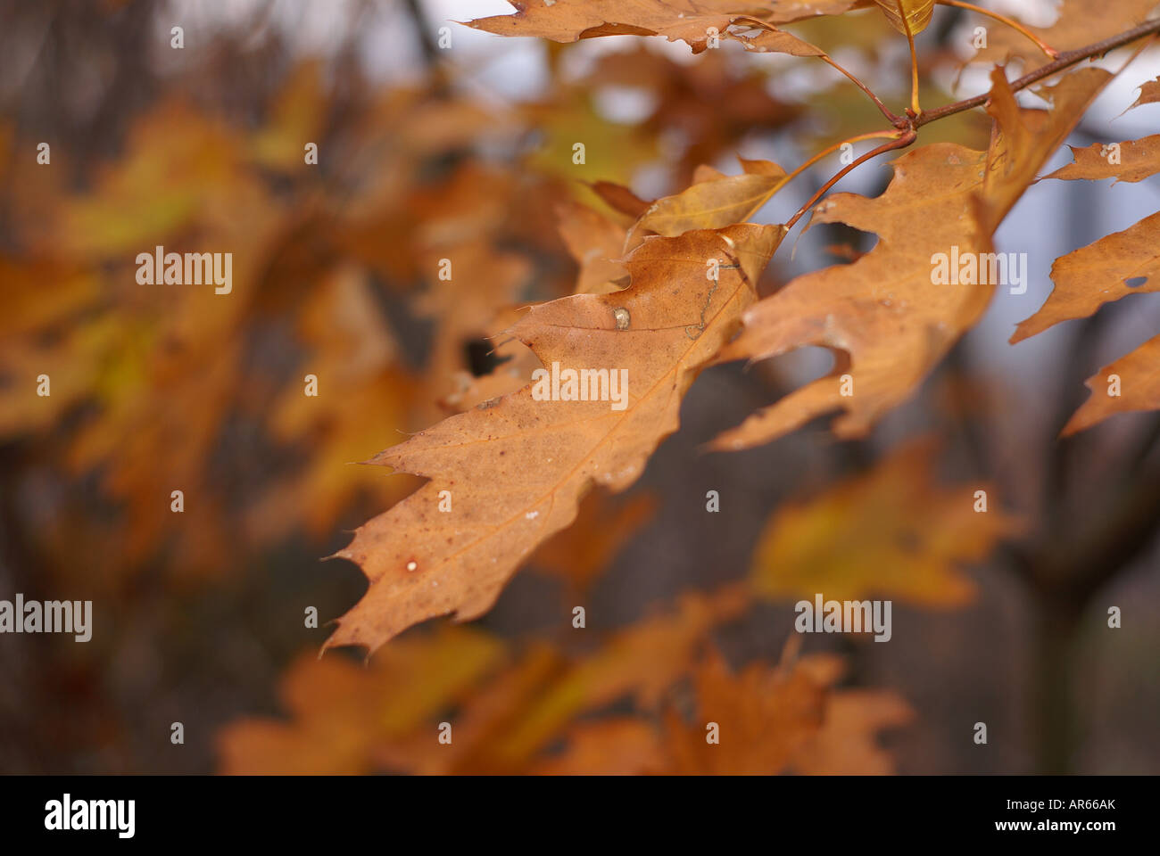 Skyline drive Fall color Shenandoah national park Stock Photo - Alamy