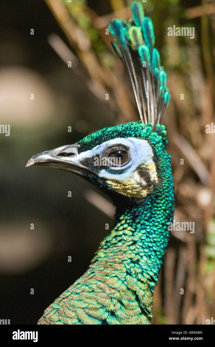 green pea fowl Stock Photo - Alamy