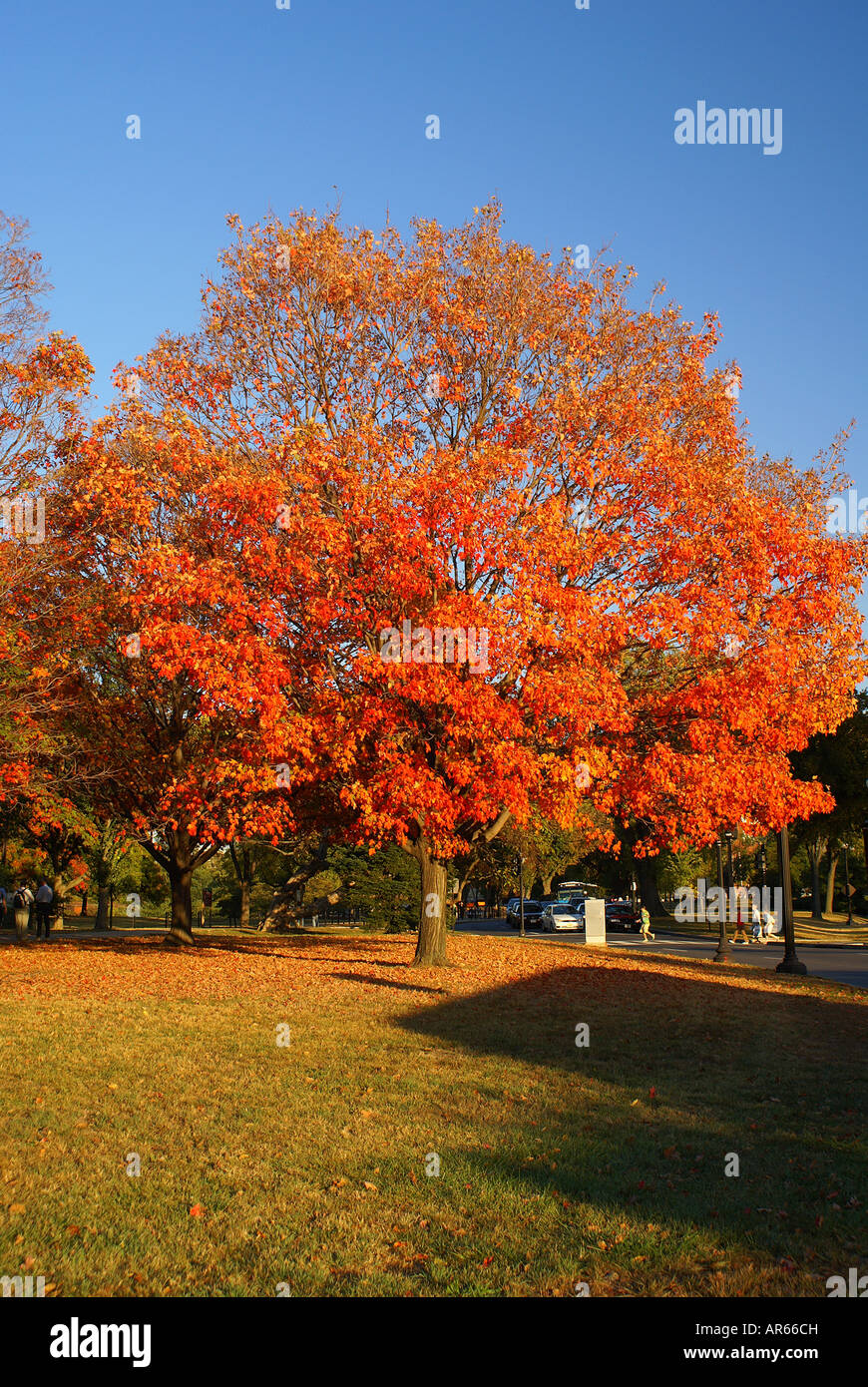 Fall color at washington dc Stock Photo - Alamy