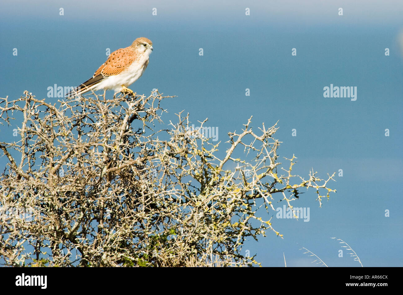 Australian Kestrel Falco cenchroides Australia on thorn bush, sea in ...