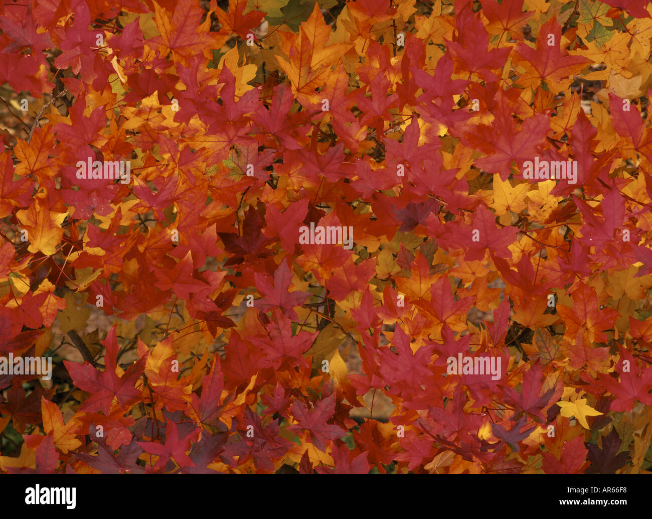 Liquid amber tree leaves hi-res stock photography and images - Alamy