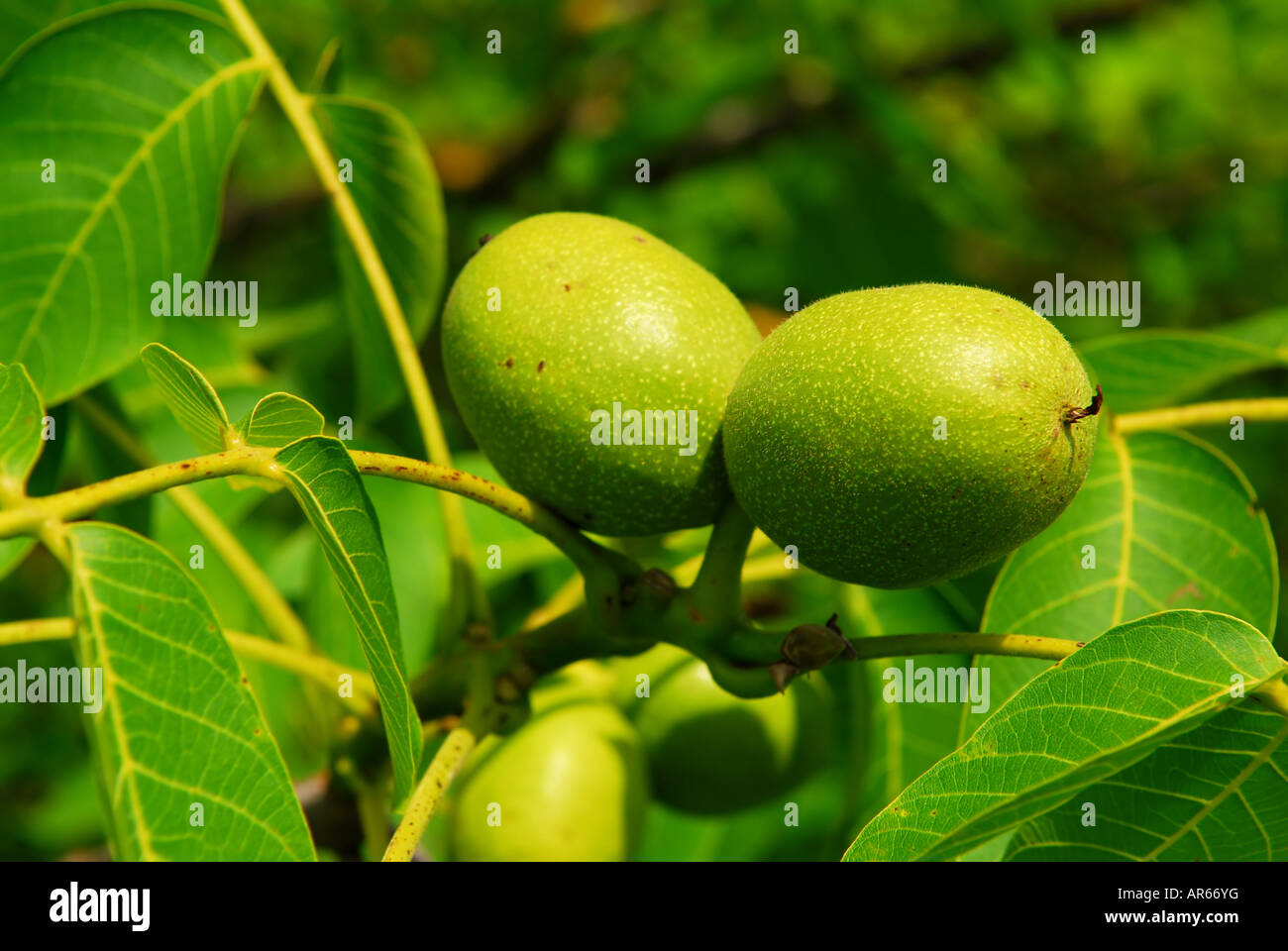 Green walnuts growing on a tree close up Stock Photo - Alamy