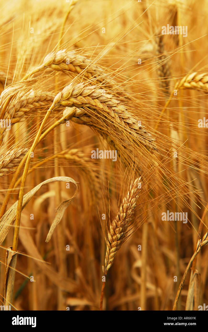 Golden wheat growing in a farm field closeup on ears Stock Photo - Alamy