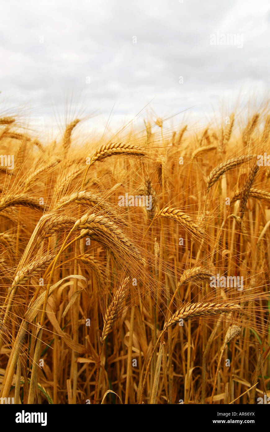 Golden wheat growing in a farm field Stock Photo - Alamy