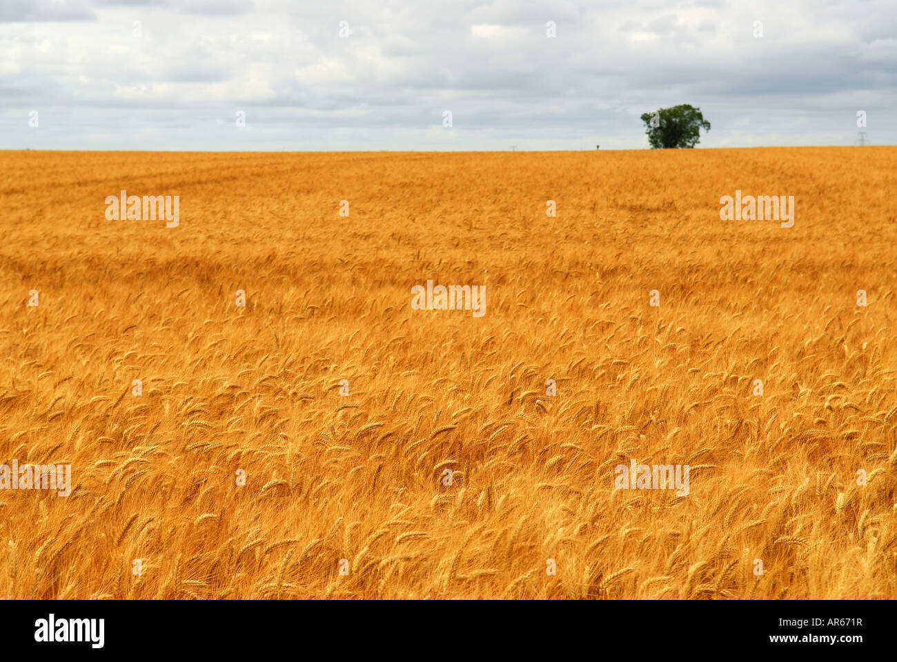 Agricultural landscape of golden wheat growing in a farm field Stock ...