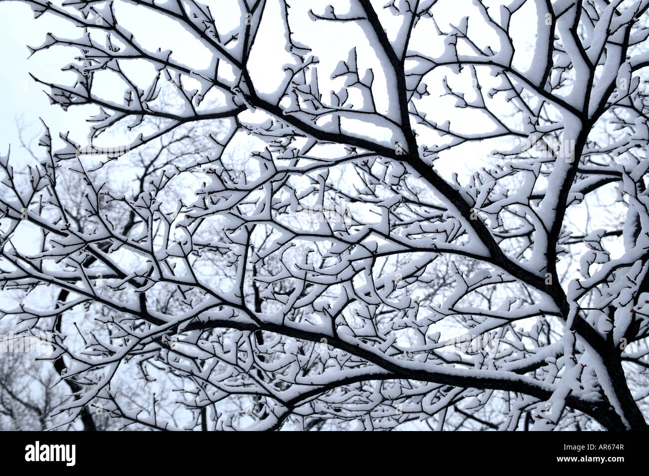 Branch of a winter tree covered with snow Stock Photo - Alamy
