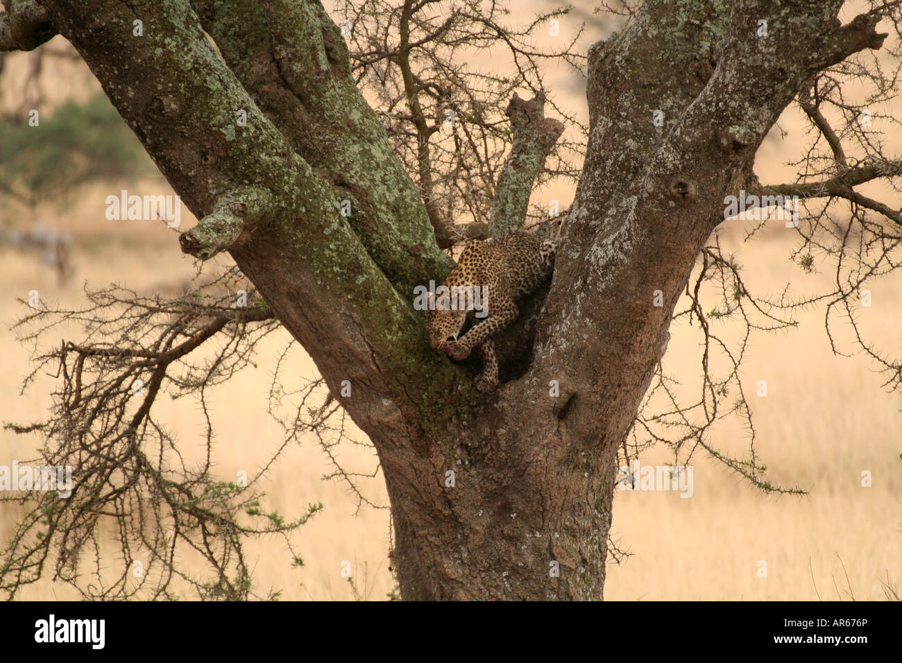 Leopard cleaning itself hi-res stock photography and images - Alamy