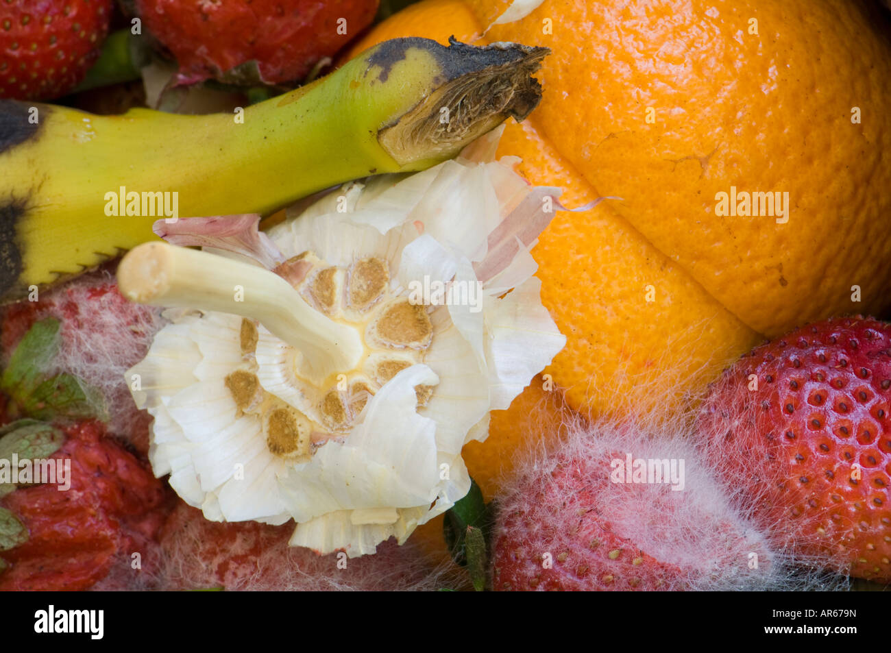 Organic garbage residues from a domestic recycling waste bin Stock ...