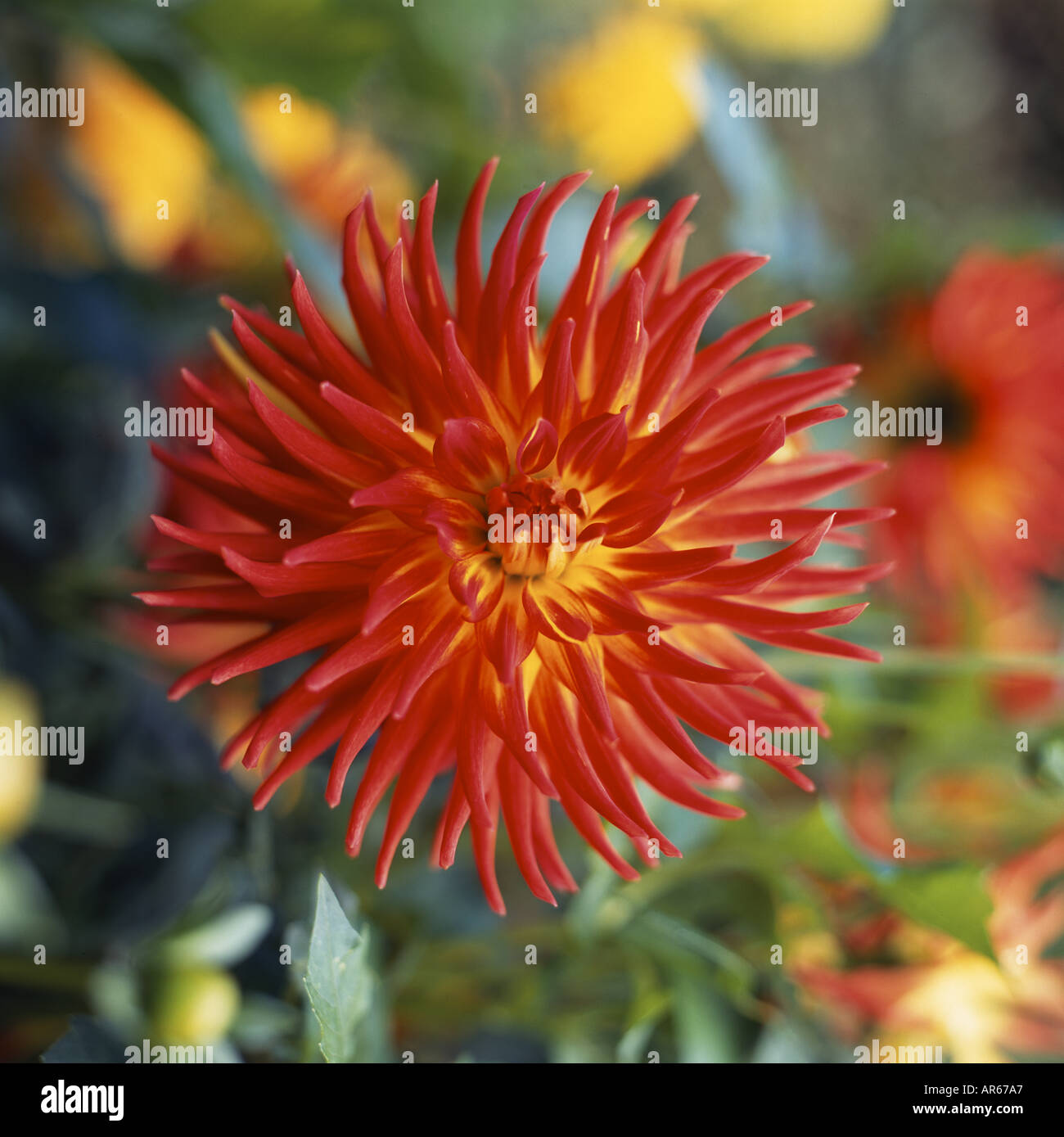 A close view of Dahlia Kenora Sunset red rust with yellow streaked ...