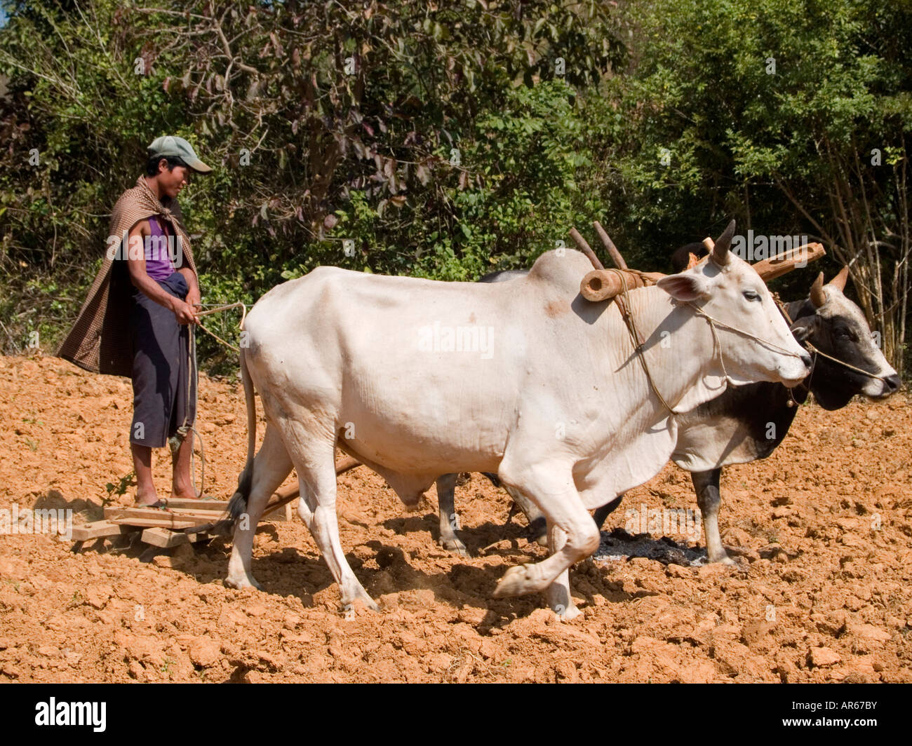 traditional farming in Burma still done by ox plow Stock Photo - Alamy
