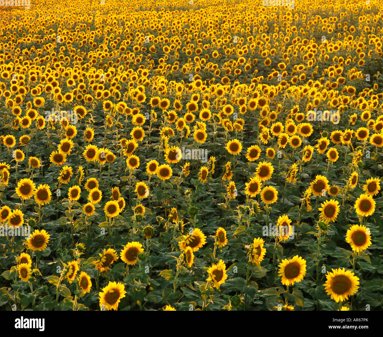 070730r0246 hi-res stock photography and images - Alamy