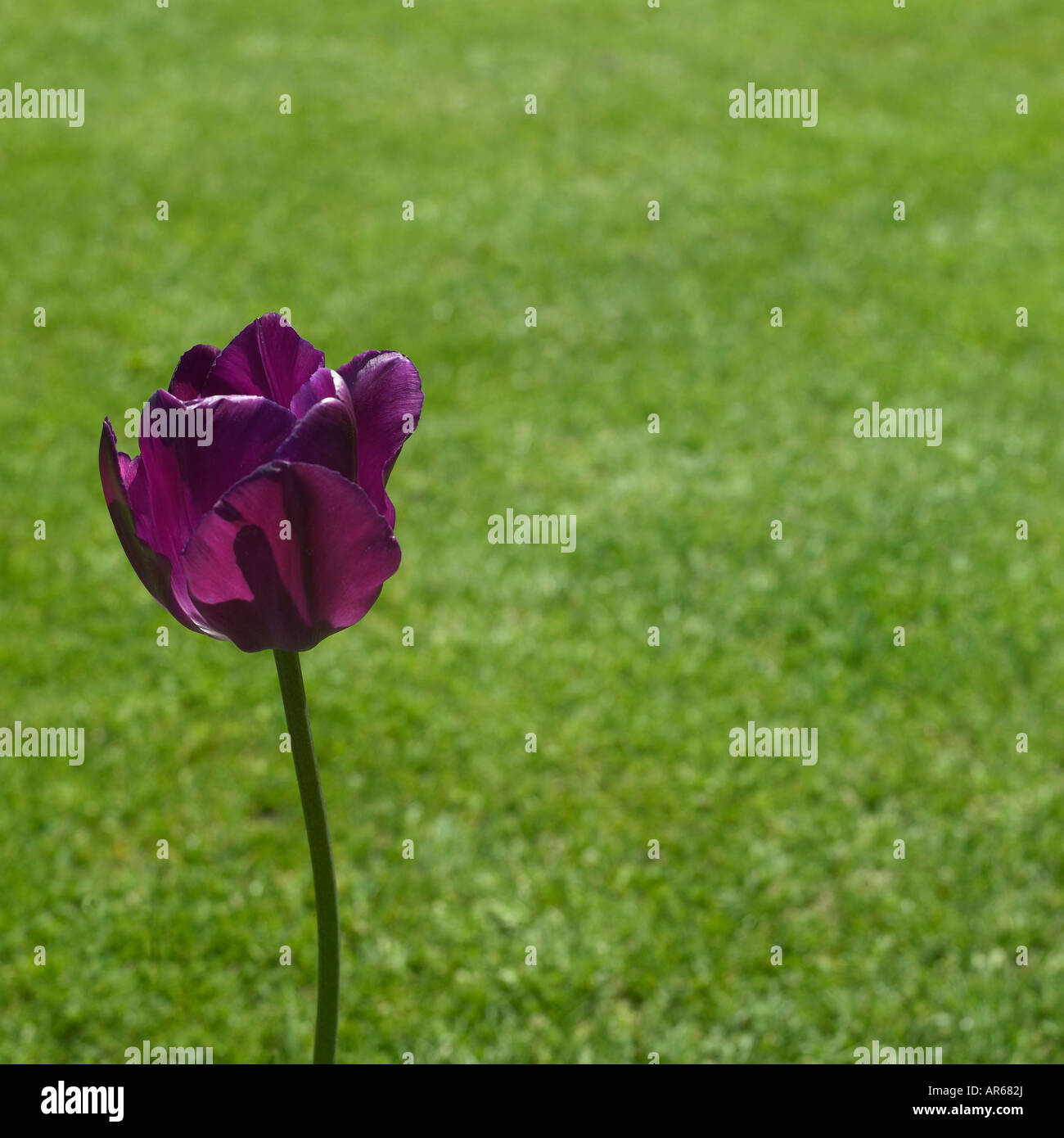 Single purple tulip hi-res stock photography and images - Alamy