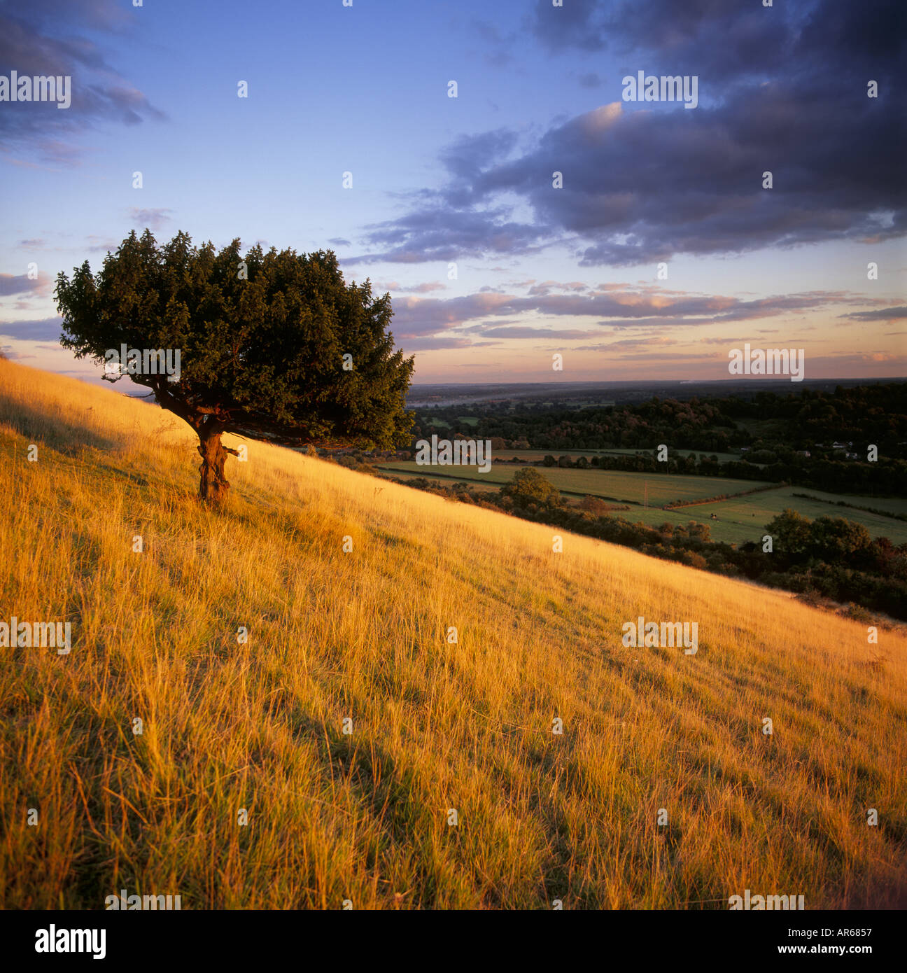 Box Hill Surrey Stock Photo - Alamy