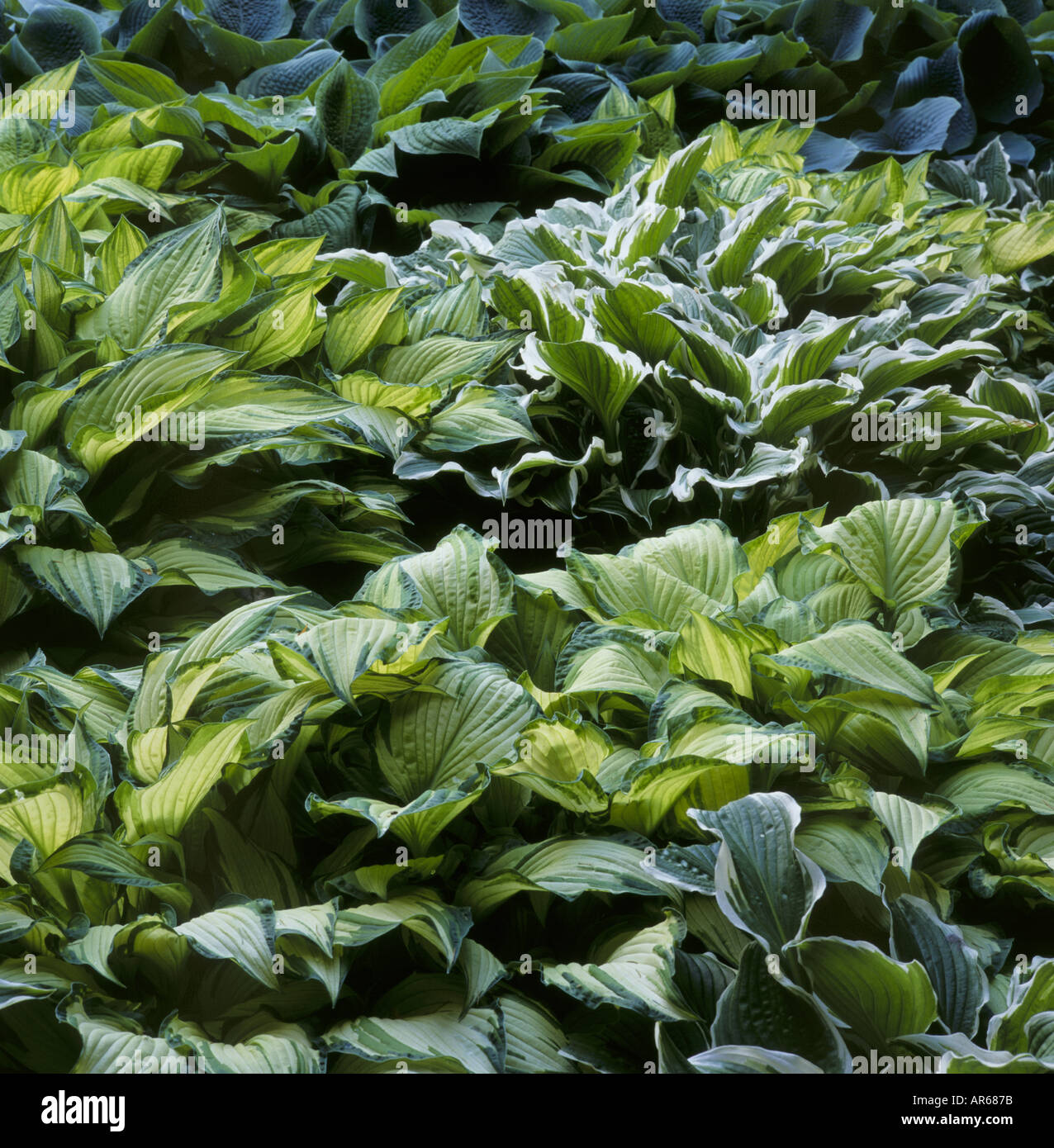 Hare hill garden hi-res stock photography and images - Alamy