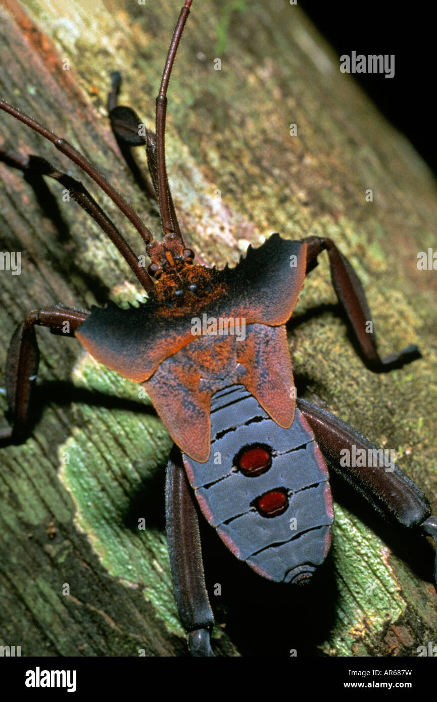 Leaf footed bug Poring Hot Springs Mount Kinabalu Park Sabah Malaysia ...