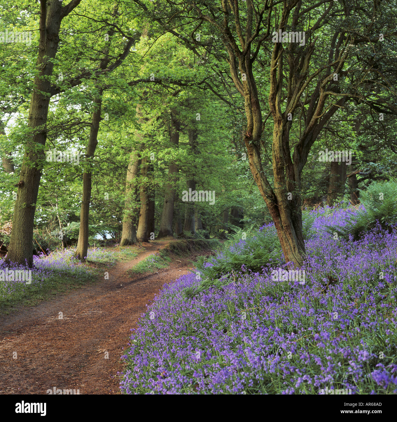 Abinger roughs hi-res stock photography and images - Alamy