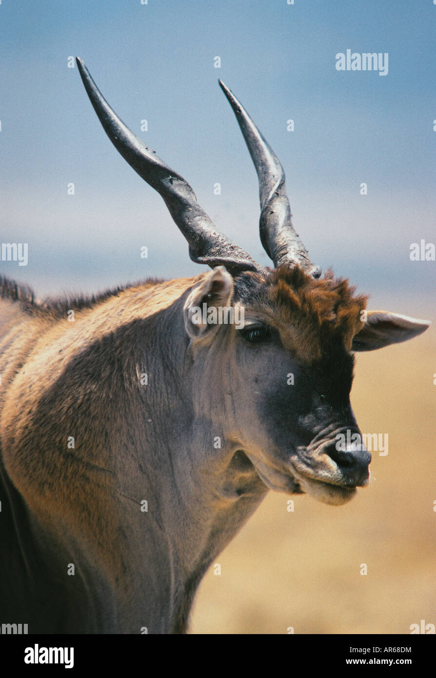 Close up portrait of Male Eland Ngorongoro Crater Tanzania East Africa ...