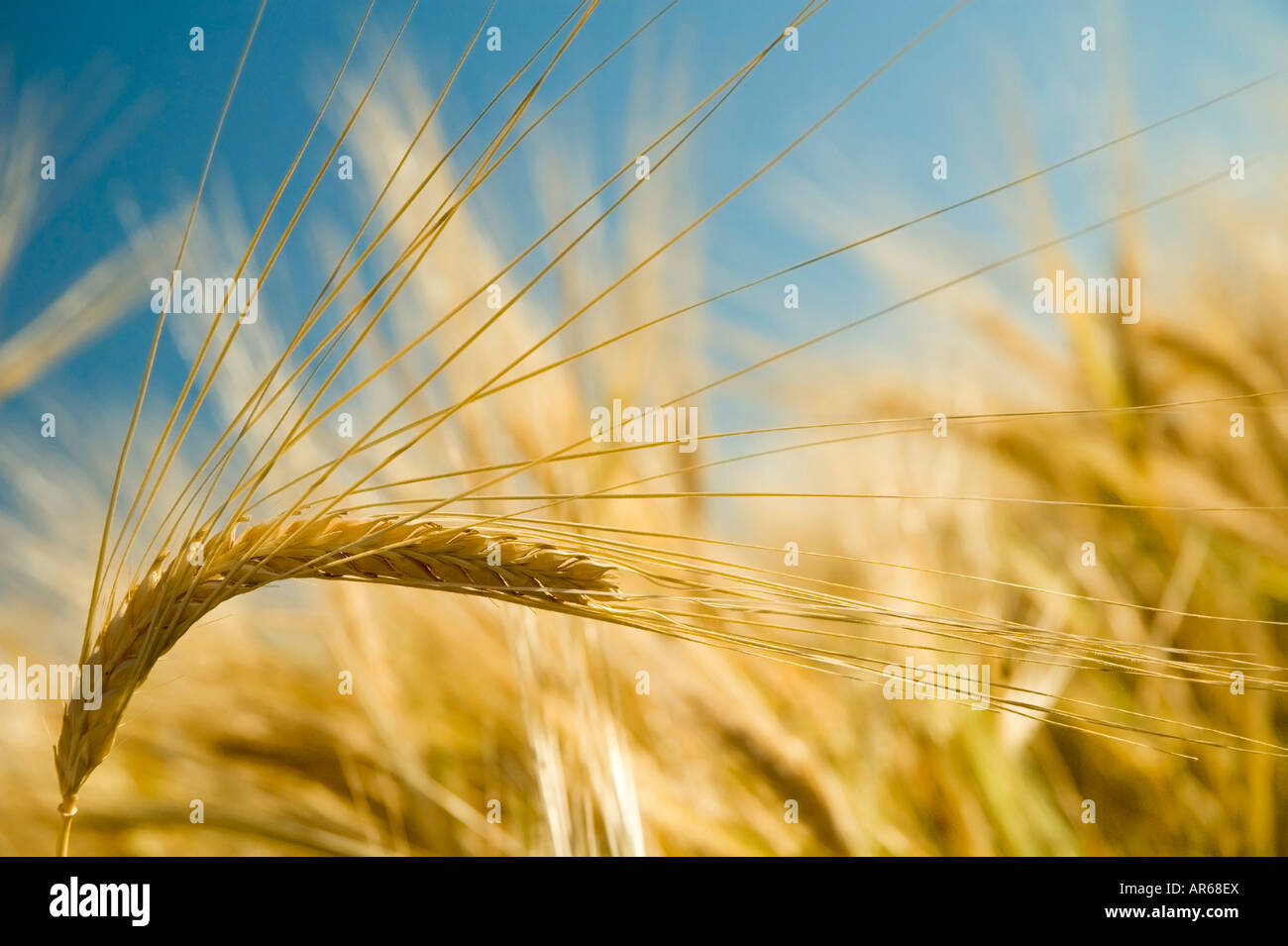 Ripe golden barley Stock Photo - Alamy