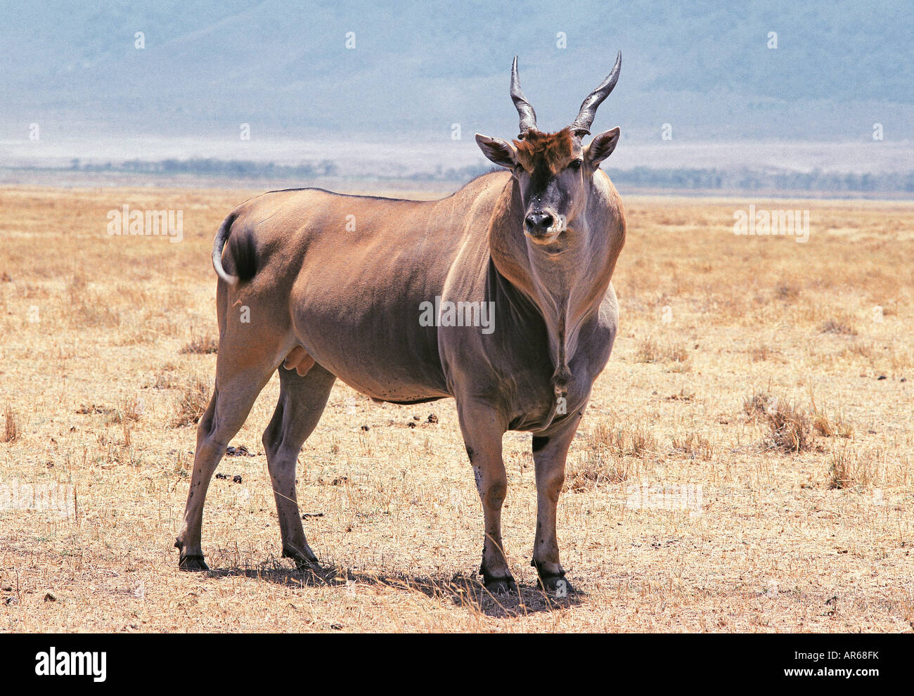 Male Eland antelope Ngorongoro Crater Tanzania East Africa Stock Photo ...