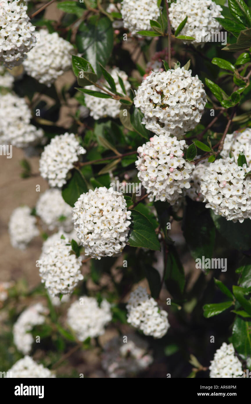 Viburnum carlesii spring flower hi-res stock photography and images - Alamy
