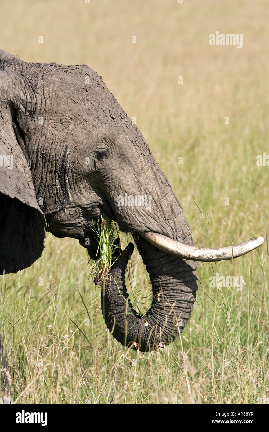 Snake Eating Elephant