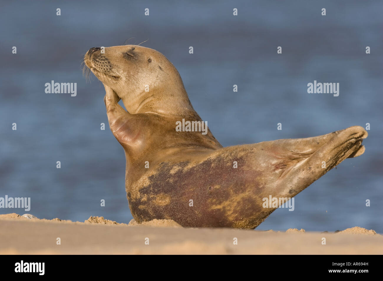 Chin Scratch High Resolution Stock Photography and Images - Alamy