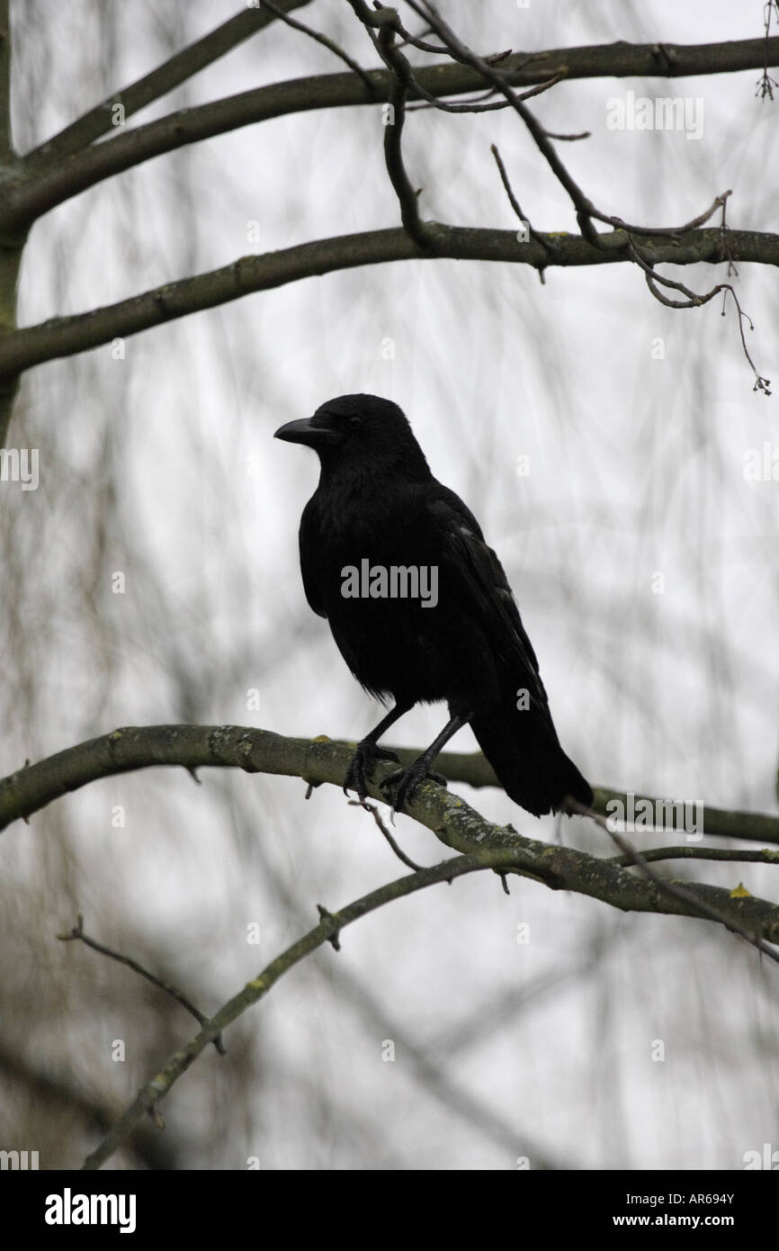 Rook / Crow Stock Photo - Alamy
