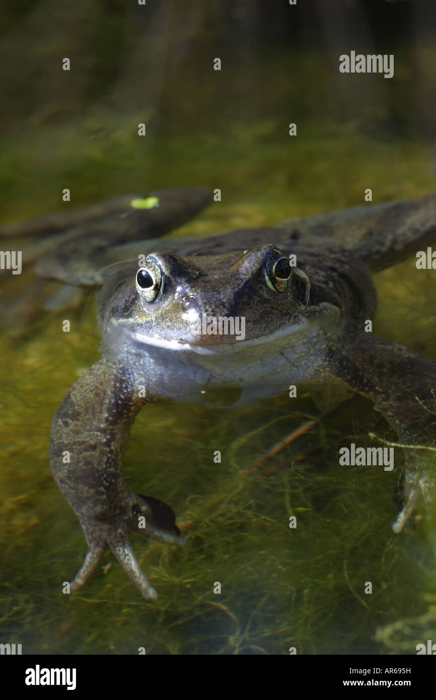 Common Frog Rana temporaria in a garden pond Stock Photo - Alamy