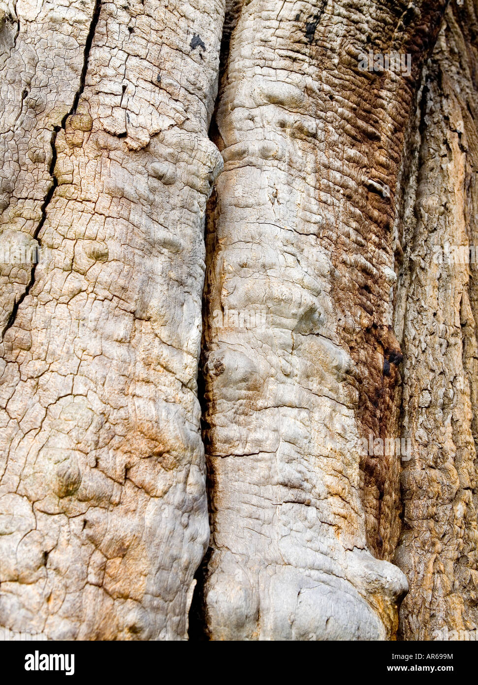 Parallel Lines On A Tree