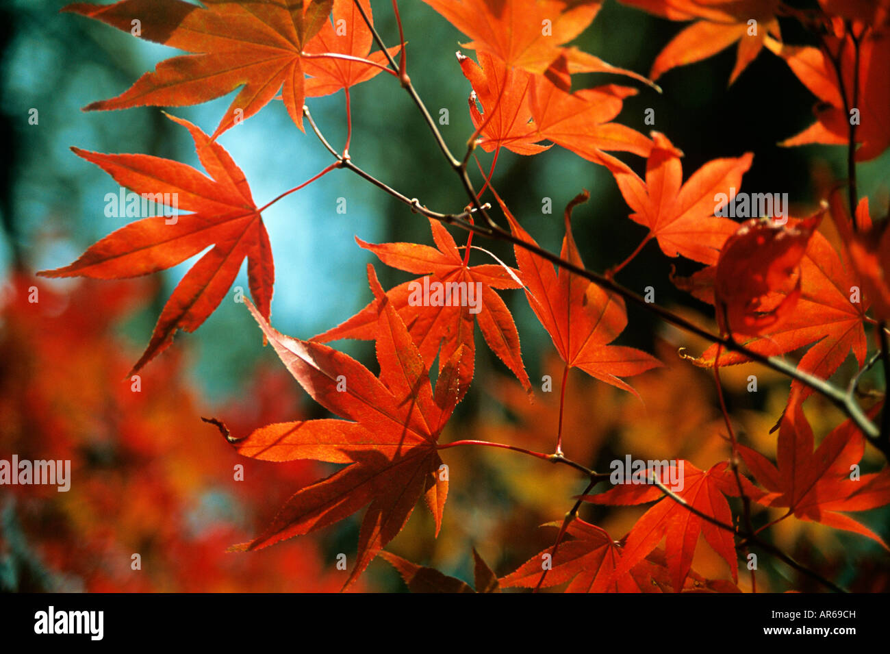 Acer type leaves hi-res stock photography and images - Alamy